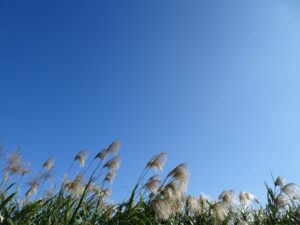 沖縄は花粉が少ないって本当？花粉症の方必見！沖縄の花粉症事情とは - 沖縄ツアーズ
