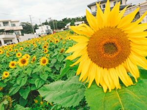 沖縄は花粉が少ないって本当？花粉症の方必見！沖縄の花粉症事情とは - 沖縄ツアーズ
